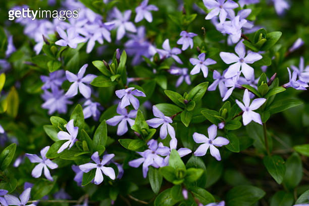 Myrtle flowers, creeping myrtle. Beautiful spring or summer flowers ...