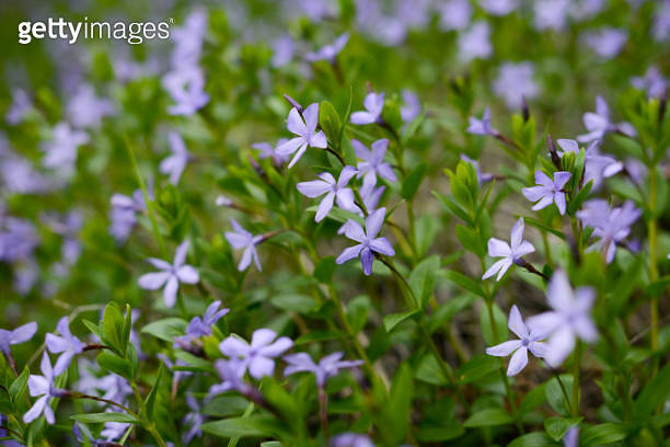 Myrtle flowers, creeping myrtle. Beautiful spring or summer flowers ...