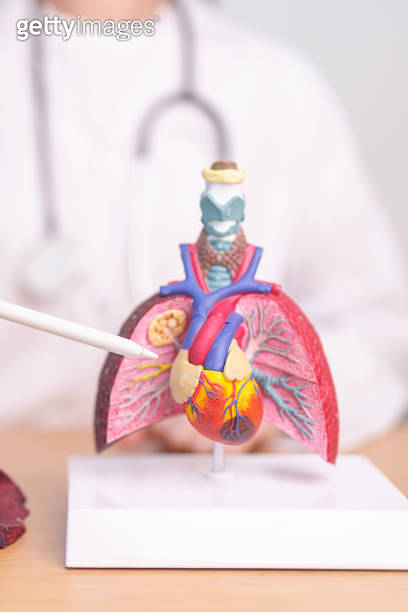 Doctor with heart Cardiovascular and Respiratory anatomy for Disease ...