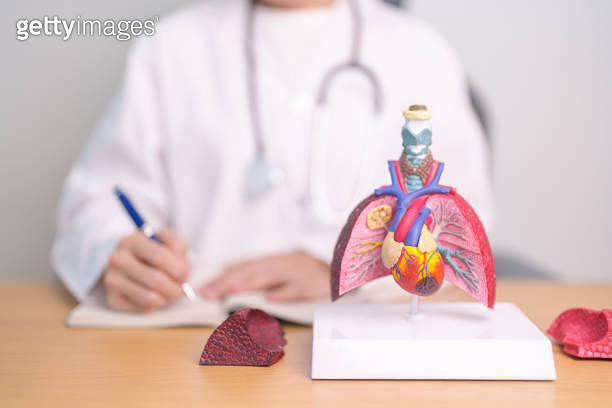 Doctor with heart Cardiovascular and Respiratory anatomy for Disease ...