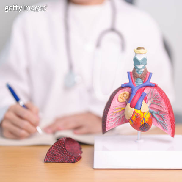 Doctor with heart Cardiovascular and Respiratory anatomy for Disease ...