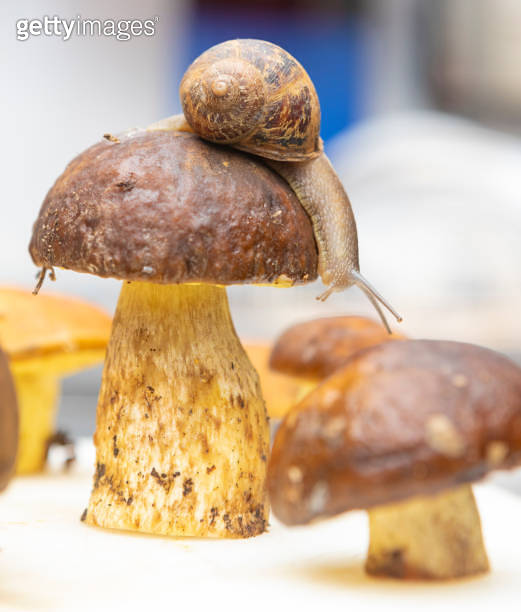 Boletus aereus, commonly known as the dark cep, bronze bolete, or queen ...