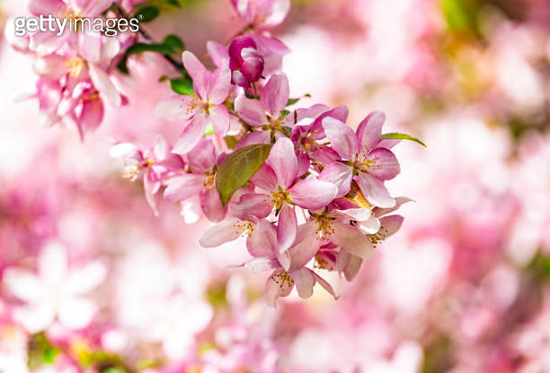 Pink Malus spectabilis blooming ornamental apple crabapple tree in ...