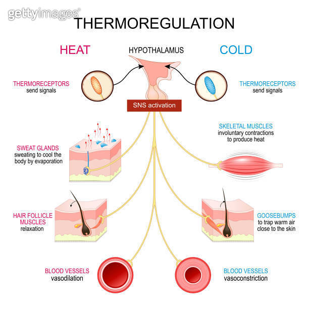 Thermoregulation. Homeostasis. Body temperature regulation (2180757411 ...