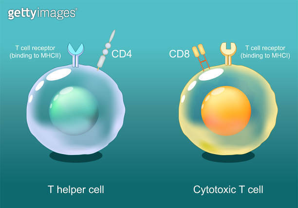 Helper T cells and Cytotoxic T-cells. CD8 and CD4 lymphocytes ...
