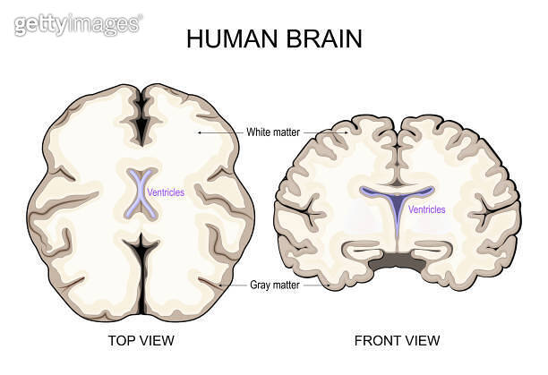 Brain anatomy. White Matter and Gray Matter. Cerebral Cortex and Brain ...