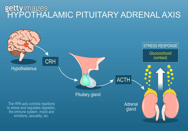 Hypothalamic pituitary adrenal axis. HPA axis. Stress response. Fight ...