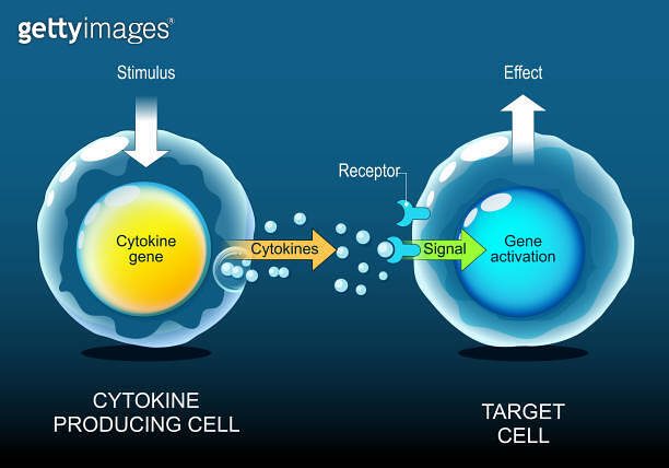 Cytokine Producing cell and Target Cell. Interferons, interleukins ...
