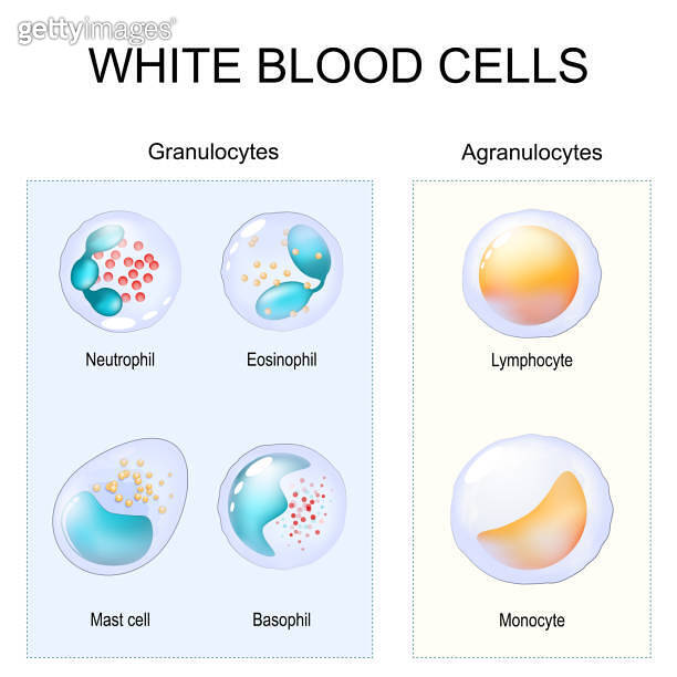 Types of leukocytes. Granulocytes and Agranulocytes. White blood cells ...