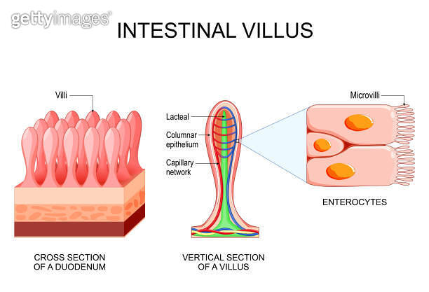 Intestinal villus. Different between Villi and microvilli (2160255467 ...
