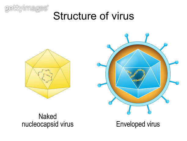 Naked nucleocapsid virus and Enveloped virus 이미지 (2162019010) - 게티이미지뱅크