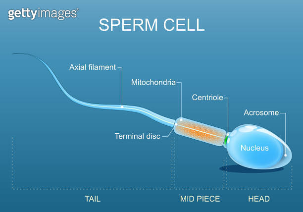 Sperm cell anatomy. Structure of Spermatozoa (2173883012) - 게티이미지뱅크