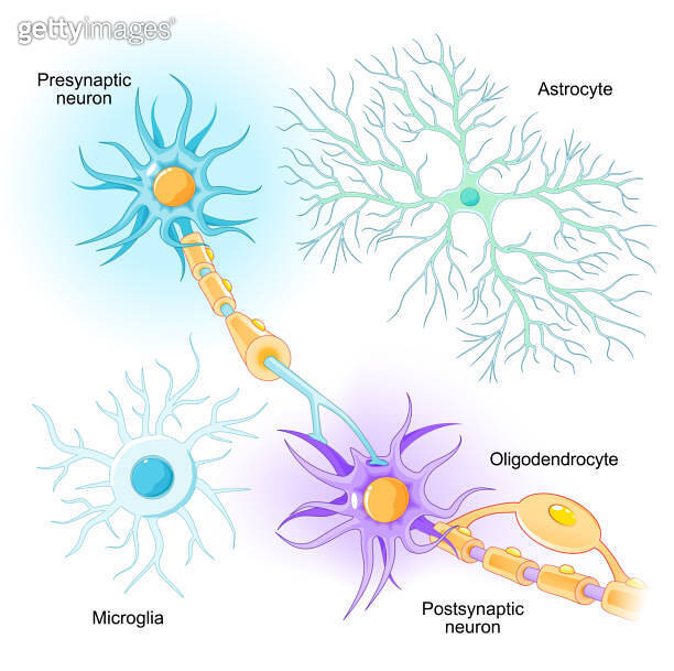 Neurons and glial cells 이미지 (1960820289) - 게티이미지뱅크