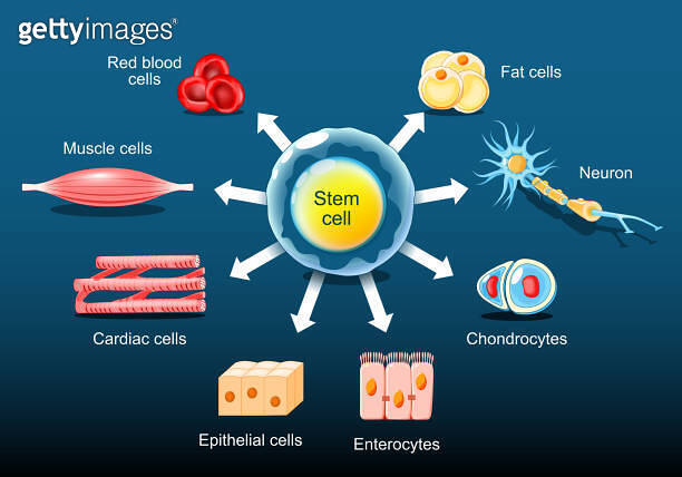 Stem cells Differentiation 이미지 (2157345074) - 게티이미지뱅크