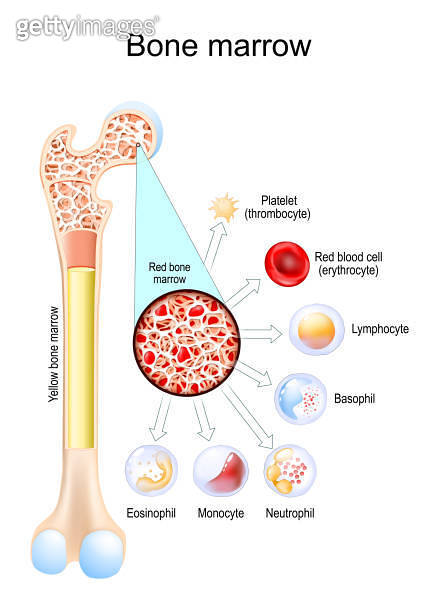 Yellow bone marrow and Red bone marrow. Blood cells develop 이미지 ...