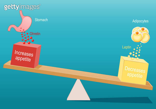 Appetite control and regulation. Hunger and Satiety hormones. Ghrelin ...