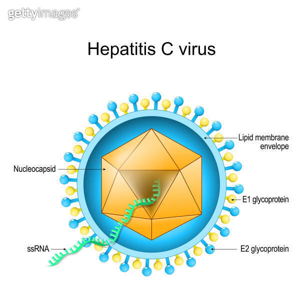 Structure of Hepatitis C virus. Virion anatomy (1910004929) - 게티이미지뱅크