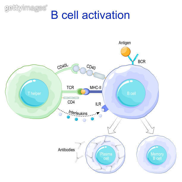 B cell activation. Antigen presentation 이미지 (2151102842) - 게티이미지뱅크