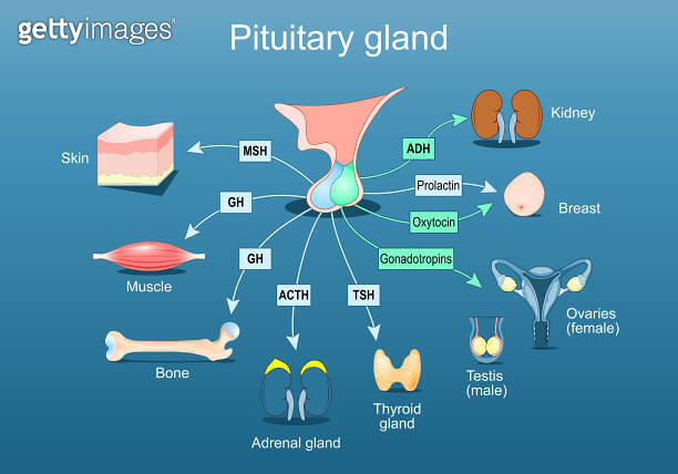 Pituitary gland hormones. Hypophysis (2174632204) 일러스트, 무료 일러스트 - 게티이미지뱅크