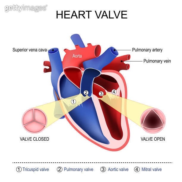 Heart valve anatomy. Cross section of human heart (2173670837) 일러스트, 무료 ...