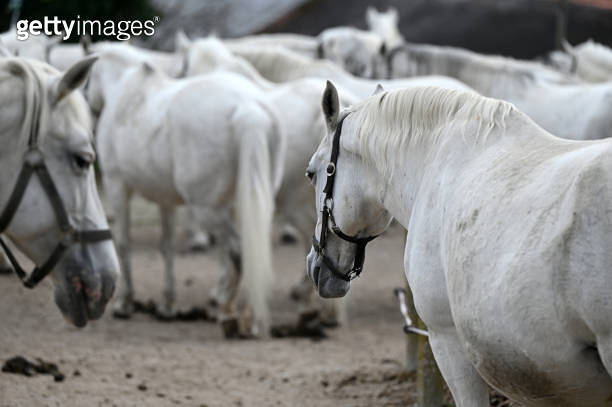 Lipizzaner stud farm in Piber in Styria 이미지 (1985584314) - 게티이미지뱅크