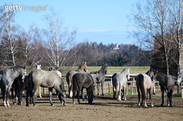 Lipizzaner stud farm in Piber in Styria 이미지 (1985584323) - 게티이미지뱅크