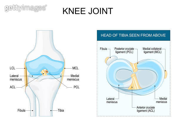 Knee joint anatomy. Meniscus and ligaments 이미지 (2164658659) - 게티이미지뱅크