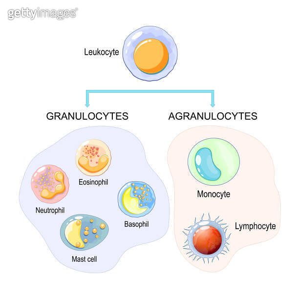 Agranulocytes and Granulocytes, White blood cells. leukocytes ...