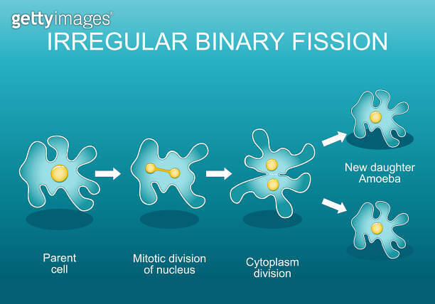Irregular binary fission in amoeba. Asexual reproduction 이미지 ...