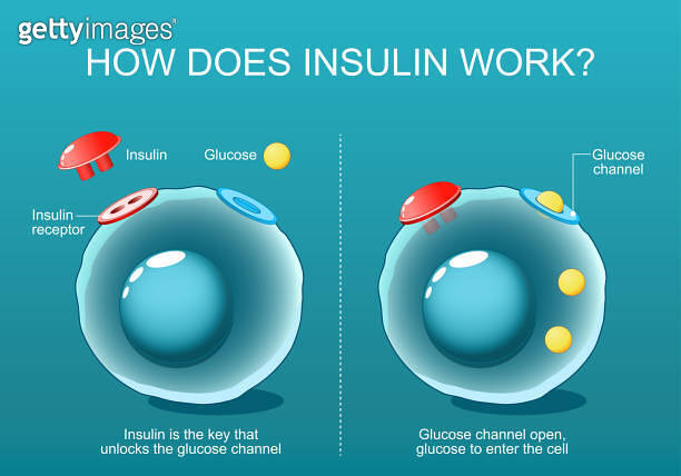 Cells, Glucose channel and Insulin receptor (2152163555) 일러스트, 무료 일러스트 ...