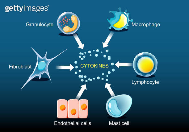 Cytokines that produced by macrophage, lymphocyte, mast cell ...