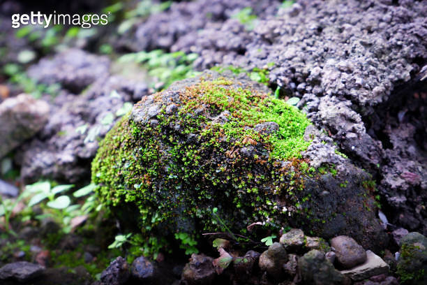 moss on the remains of damp building wall debris 이미지 (1899258967) - 게티이미지뱅크