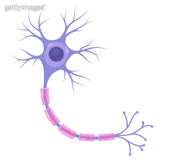 Vector Illustration of neuron anatomy (nerve cell axon and myelin ...