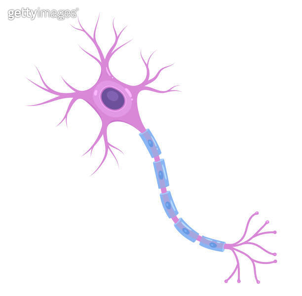 Vector Illustration of neuron anatomy (nerve cell axon and myelin ...