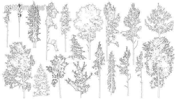 Set of coniferous and deciduous trees for architecture and landscape ...