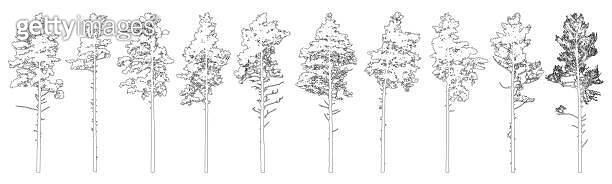 Contour of tall coniferous trees, set of beautiful pine trees. Vector ...