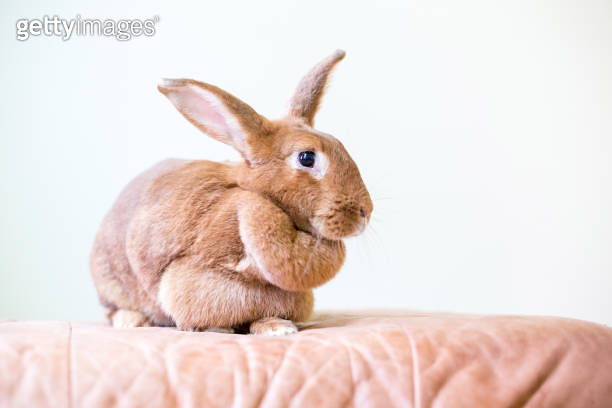 A female American rabbit with a large dewlap (2150884591) - 게티이미지뱅크