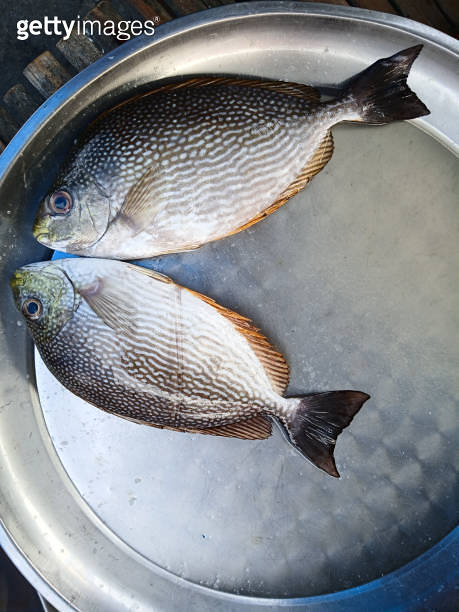 Java rabbitfish fish in a steel tray, 이미지 (2095667900) - 게티이미지뱅크