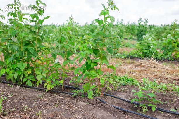 Raspberry plantation with automatic watering on a fruit farm. Hoses ...