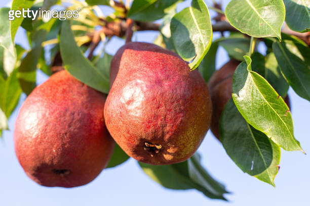 ripe juicy burgundy pears of the Lyubimitsa Klappa variety growing on a ...