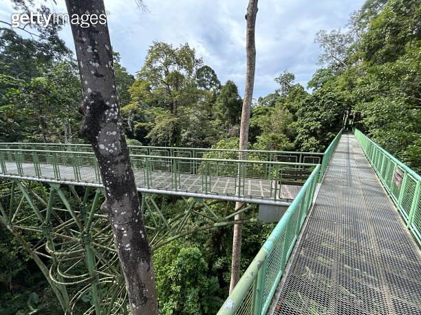 Rainforest Discovery Center. Sandakan is also the second largest town ...