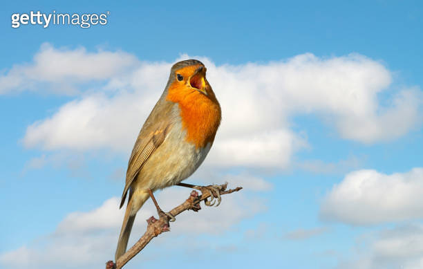 European Robin singing against blue sky 이미지 (2149562152) - 게티이미지뱅크
