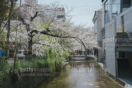 Kiyamachi-dori St Kyoto, Serene riverbank scene with blooming cherry ...