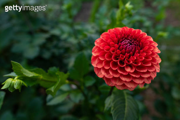Brown sugar dahlia flower. Beautiful rusty red ball variety dahlia ...