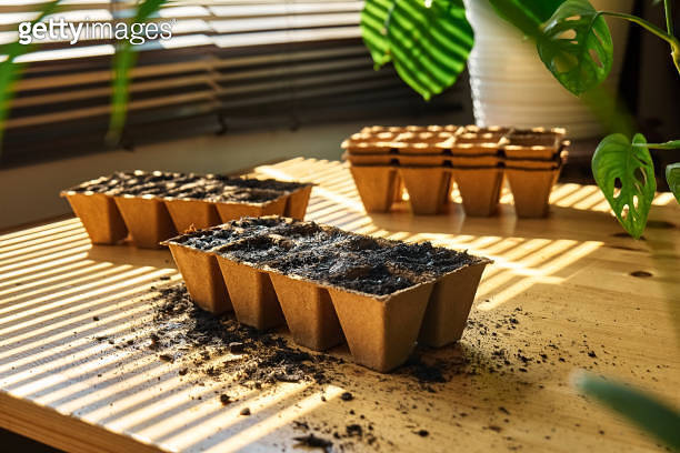 Biodegradable peat tray filled with black soil on the table in a spring ...