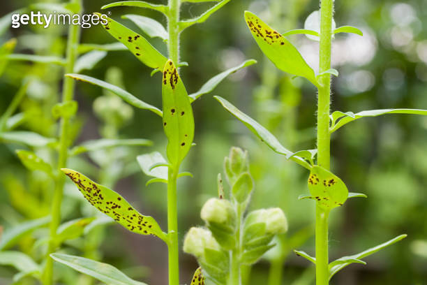 Antirrhinum rust. The most serious disease of snapdragons. It is a ...