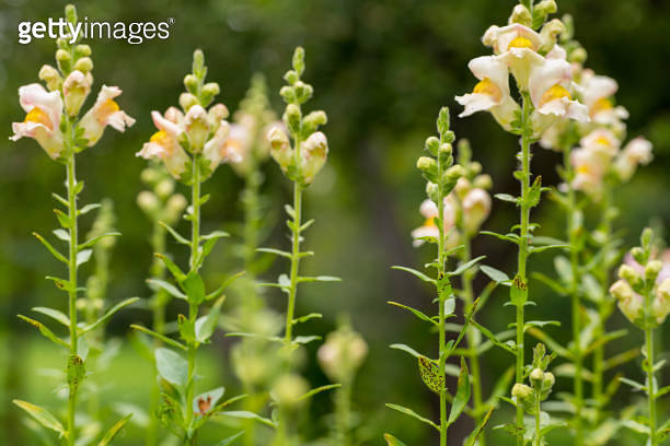 Antirrhinum rust. The most serious disease of snapdragons. It is a ...