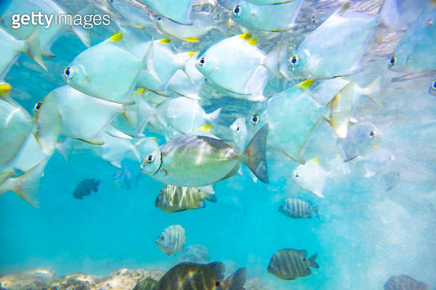 School of Silver Fish with Yellow Fins in Clear Blue Waters. 이미지 ...