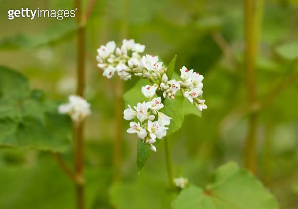 Flowering buckwheat lat. Fagopyrum esculentum known as common buckwheat ...