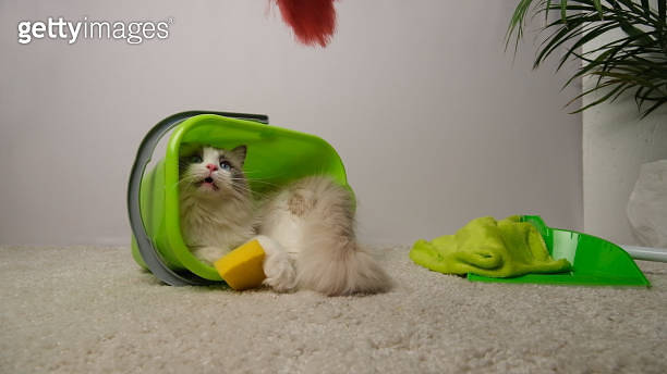 Household bucket, cleaning sponges, white cat. 이미지 (2136087580) - 게티이미지뱅크